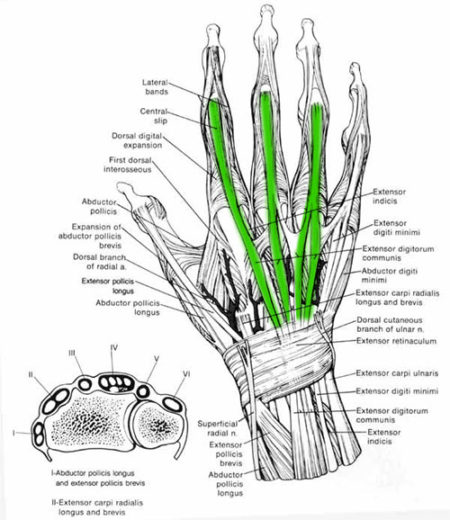 ¡Pero si el cuarto dedo es débil! El mito de la independencia de los ...